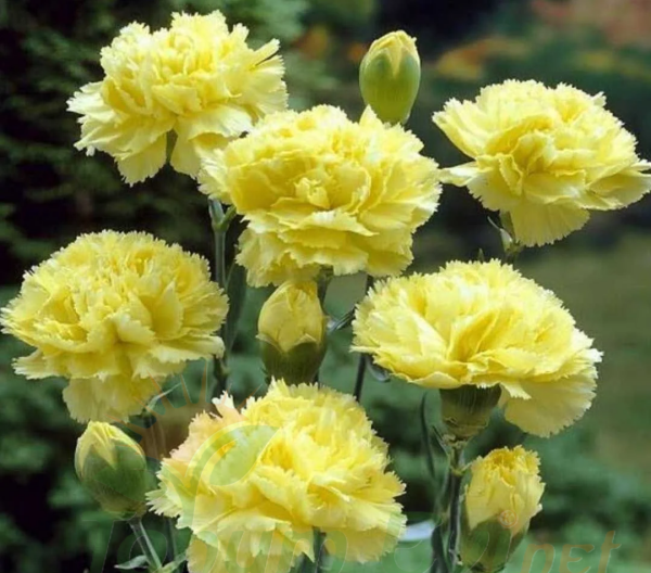 Sarı Karanfil Tohumu – Maric Chabaud | | Tohumevi.net® – Fiyatı ve ...